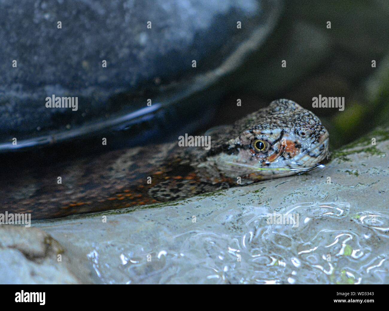 Snake pond hi-res stock photography and images - Alamy