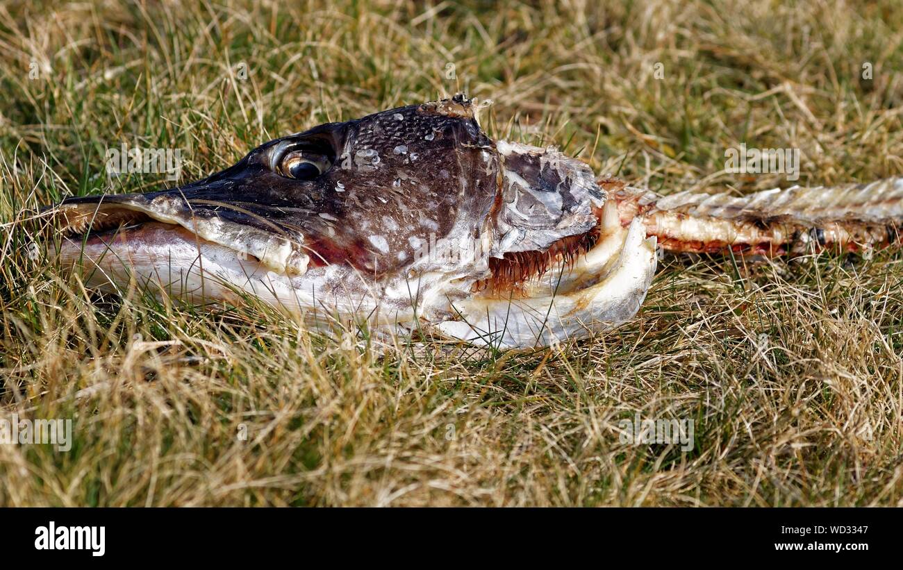 Fish Bone High Resolution Stock Photography and Images - Alamy