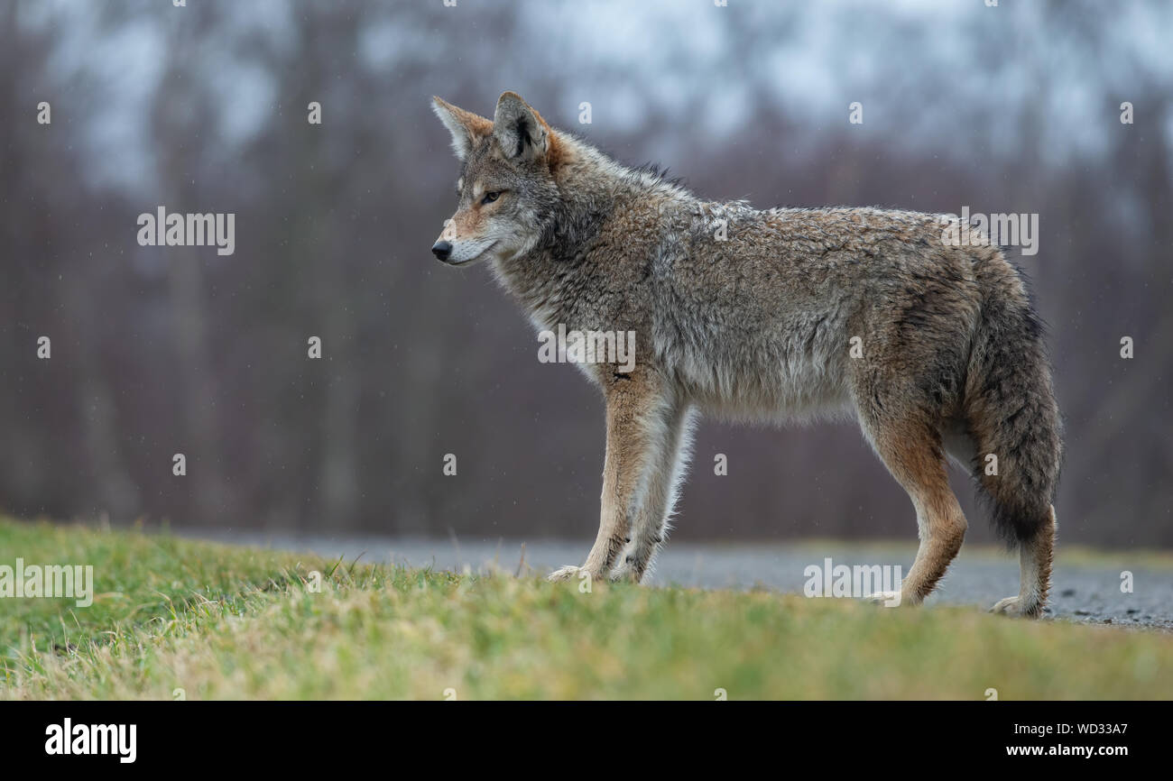 A coyote in Canada Stock Photo - Alamy
