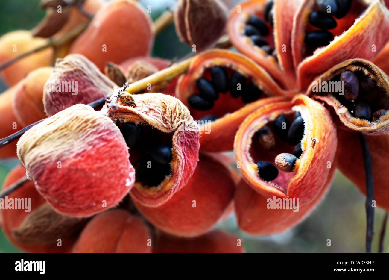 Close up seed hi-res stock photography and images - Alamy