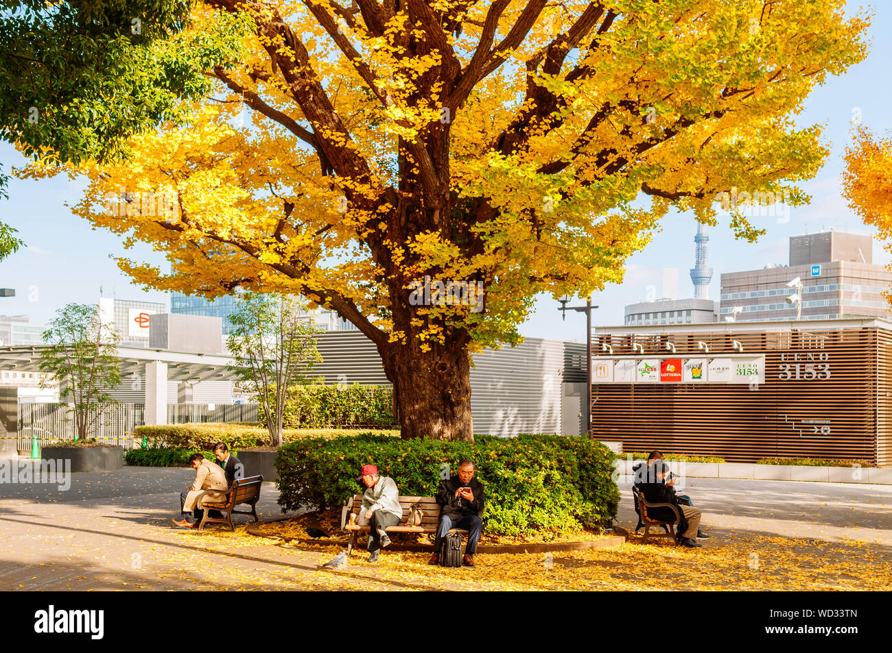 NOV 29, 2018 Tokyo, Japan - Japanese people sit on wooden benches under ...