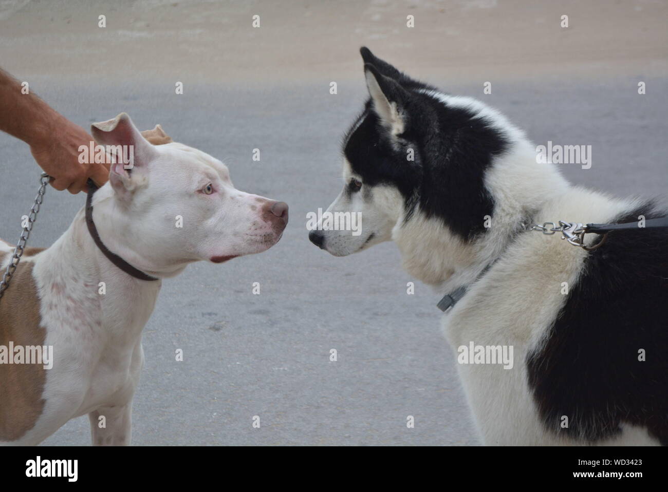 Side view dogs face hi-res stock photography and images - Alamy