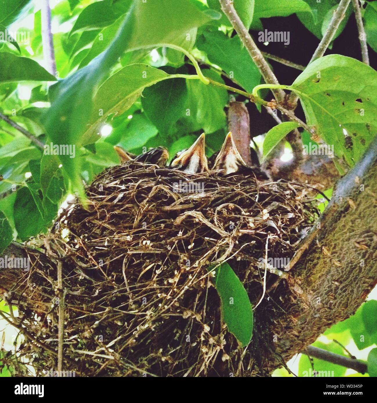 Nestlings in nest hi-res stock photography and images - Alamy