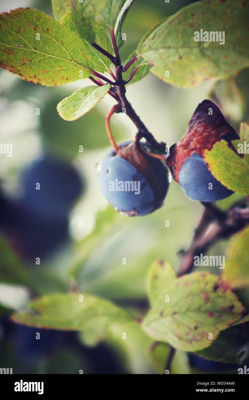 Plums Tree High Resolution Stock Photography and Images - Alamy
