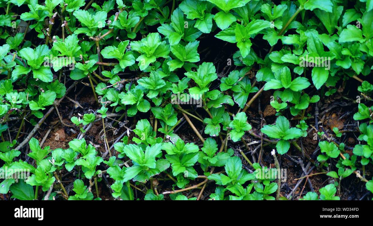 Plants Growing On A Tree Stock Photo - Alamy