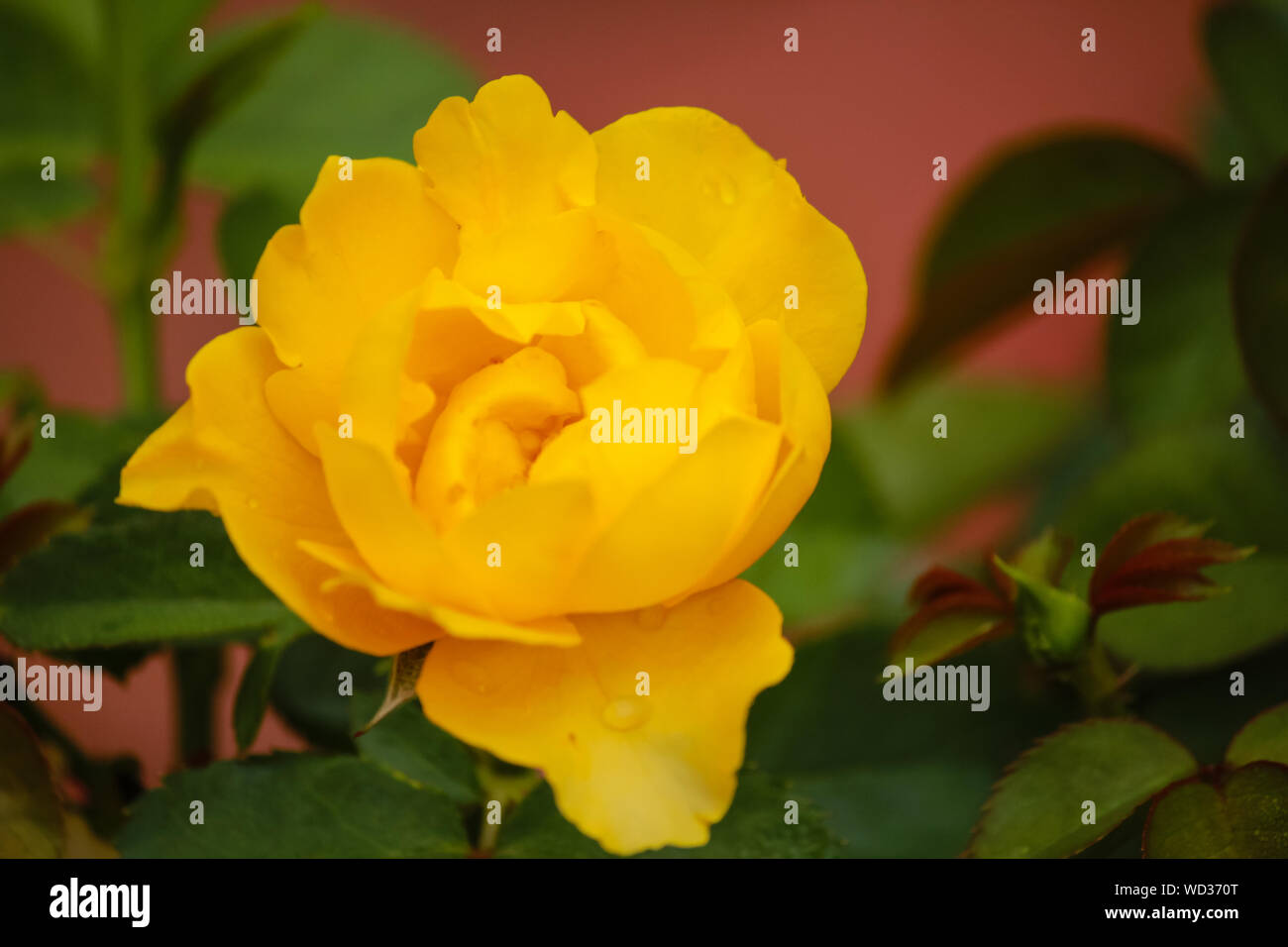 Rosa Julia Child - known in the UK as the Absolutely Fabulous rose ...