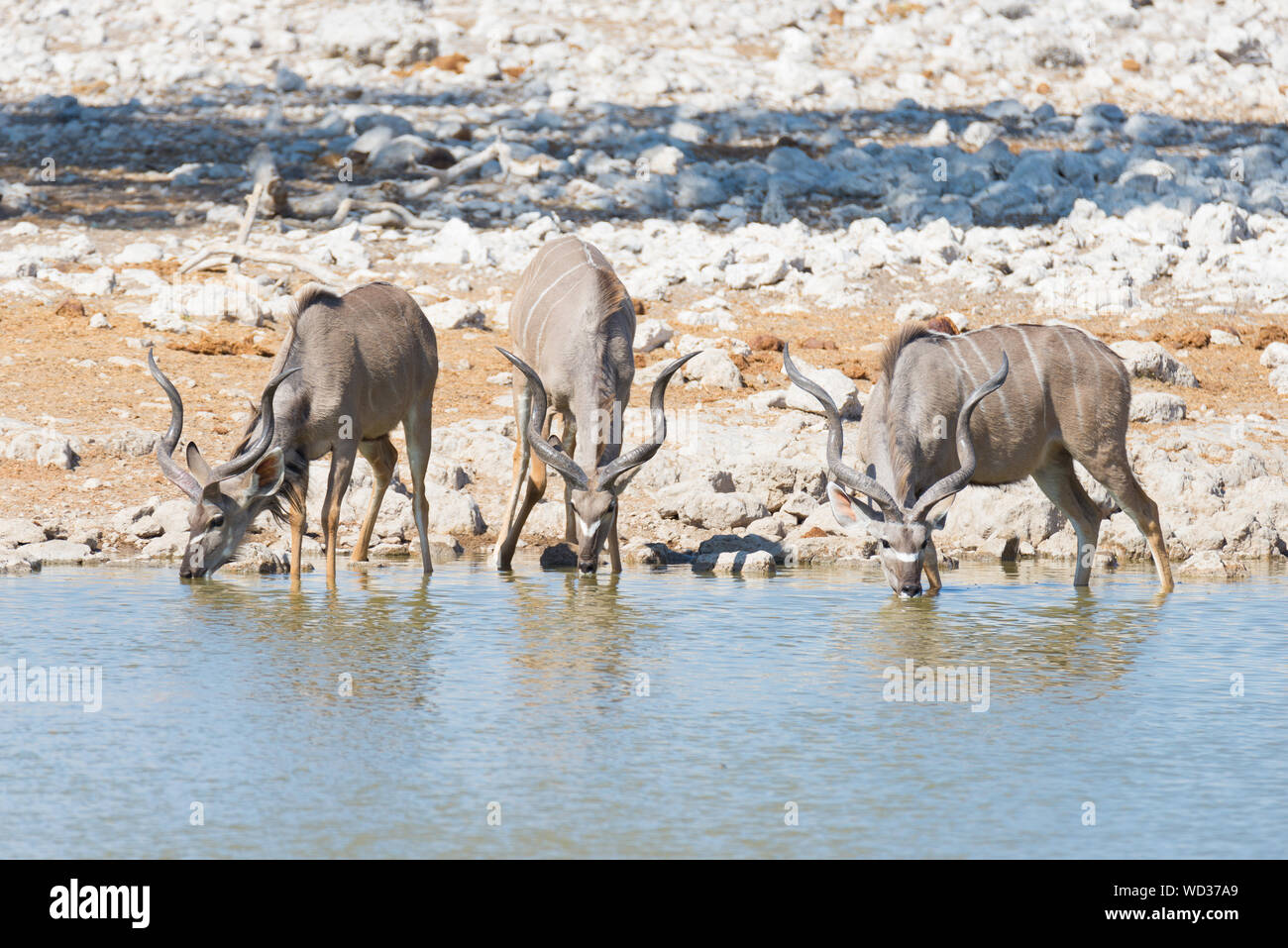 Group of kudus hi-res stock photography and images - Alamy