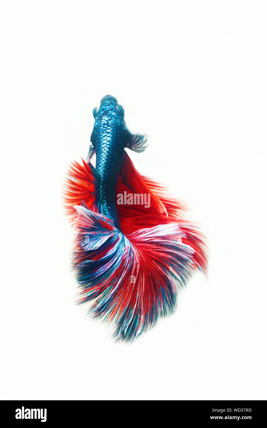 Colorful fish High Resolution Stock Photography and Images - Alamy