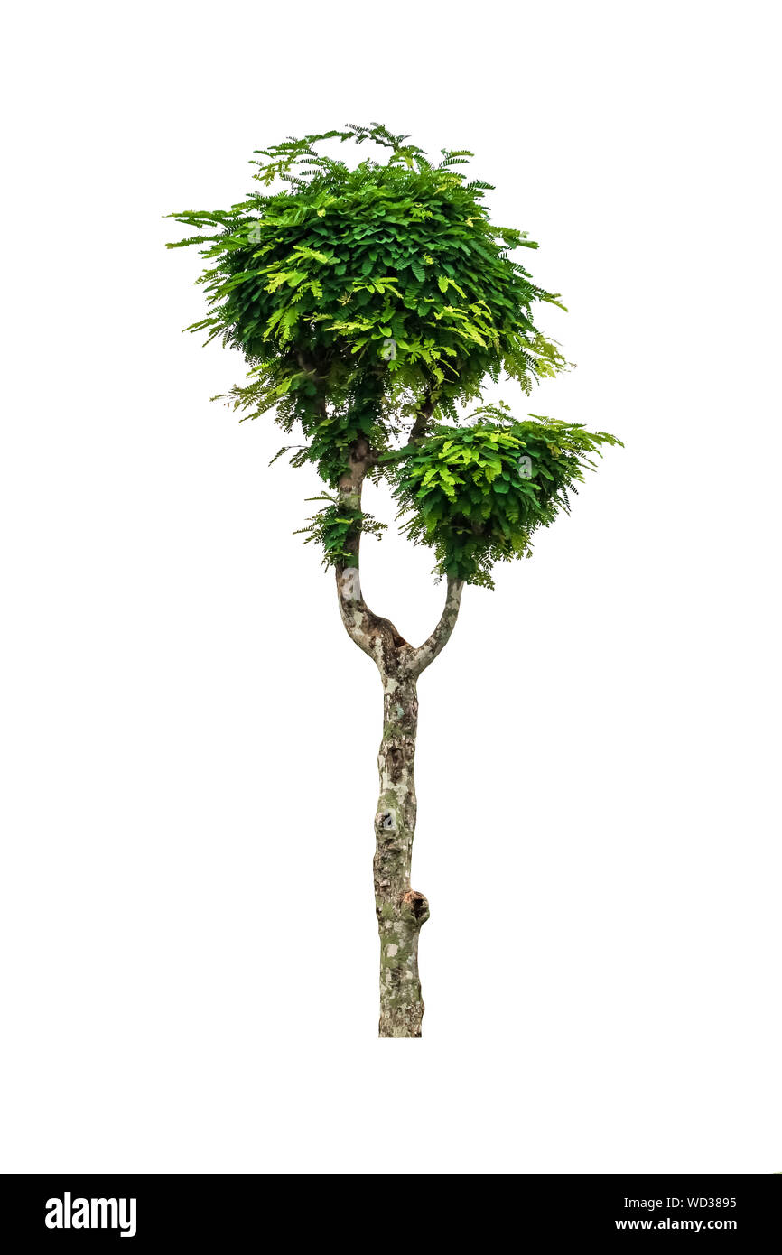 Tree dwarf tamarind beautiful isolated on white background Stock Photo ...