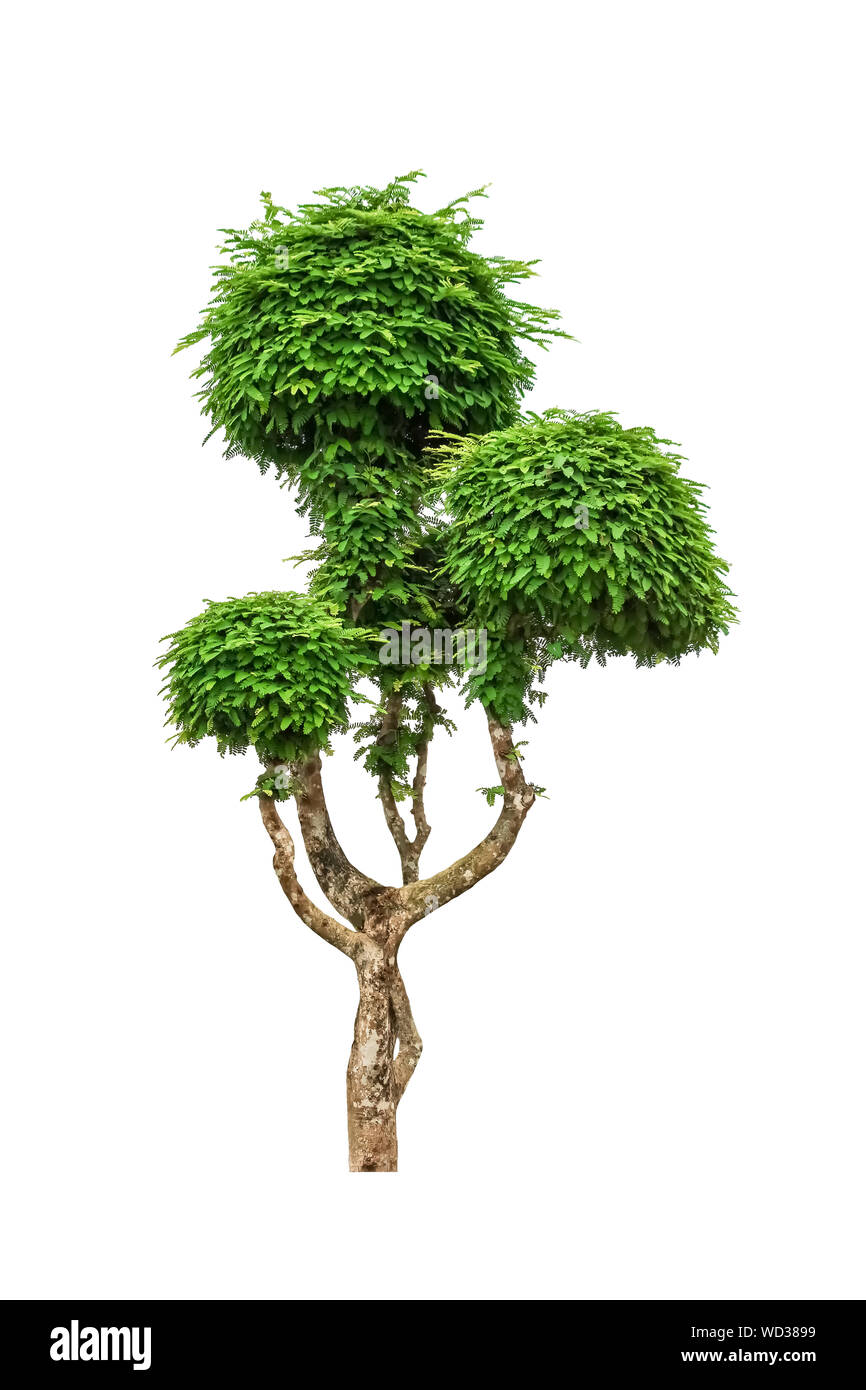 Tree dwarf tamarind beautiful isolated on white background Stock Photo ...