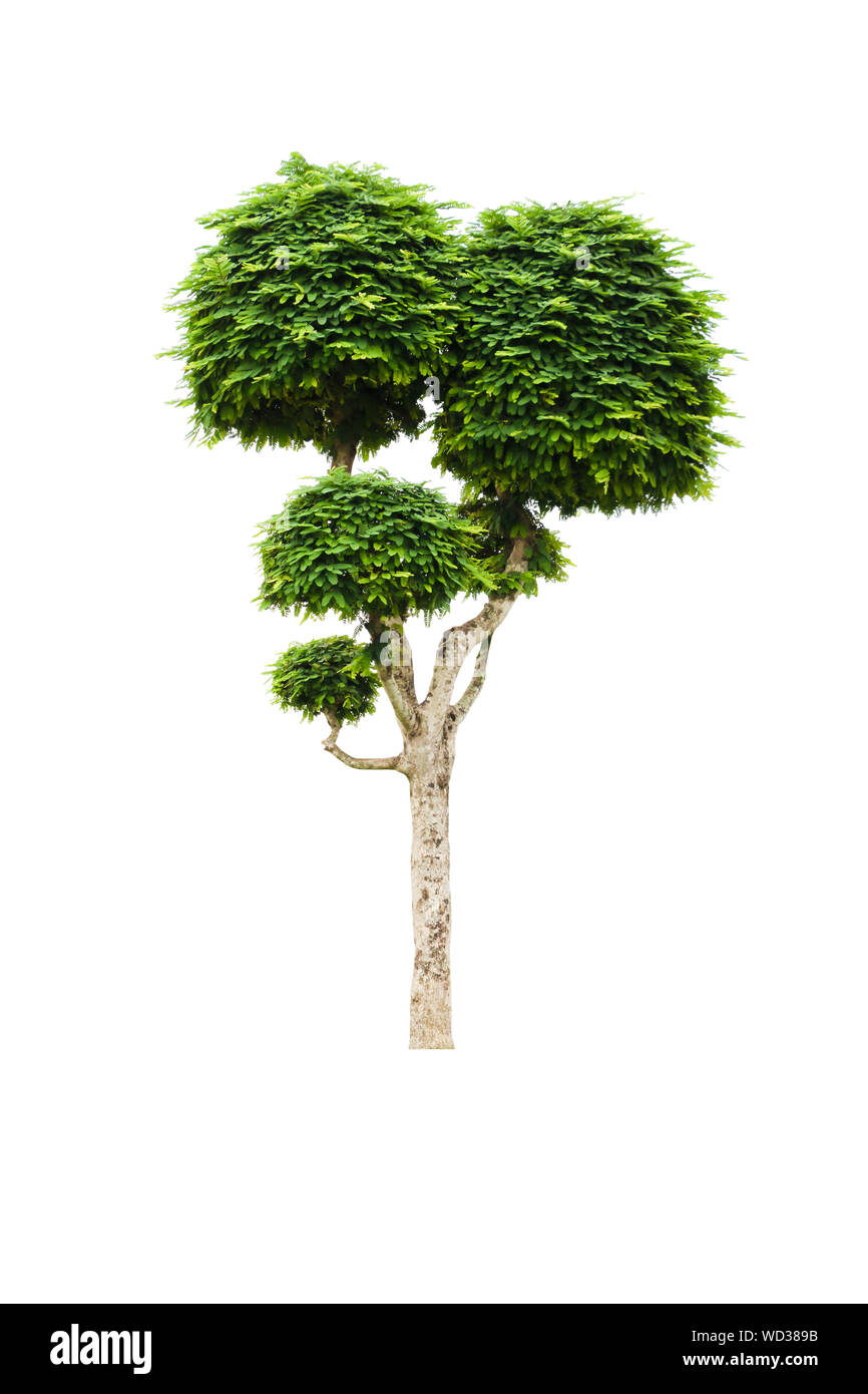 dwarf tamarind tree beautiful on white background Stock Photo - Alamy