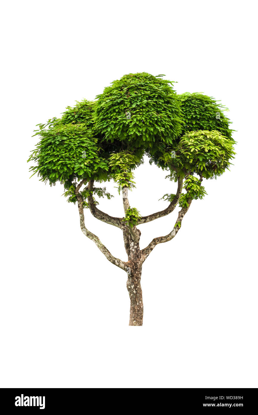 Tree dwarf tamarind beautiful isolated on white background Stock Photo ...