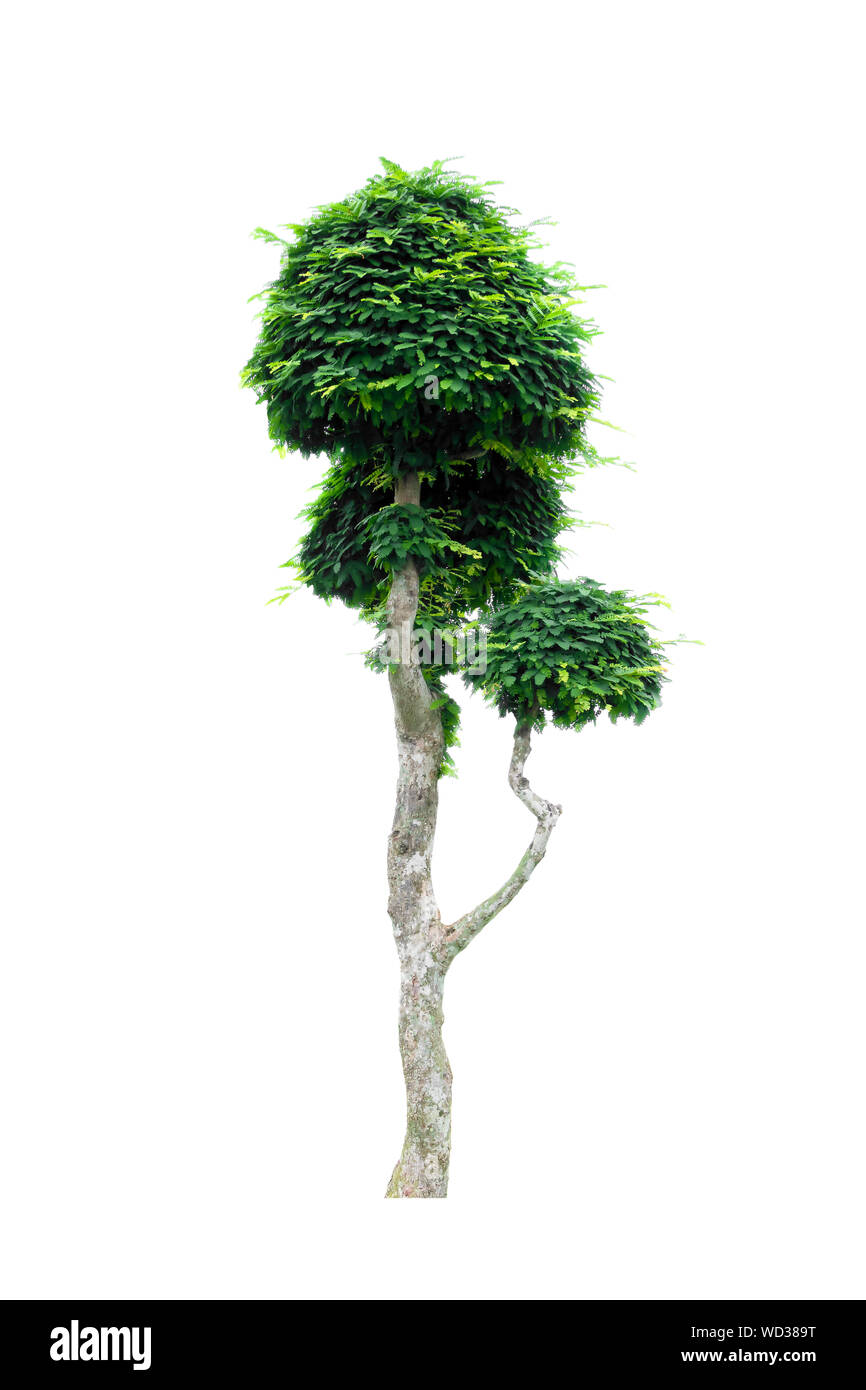 Tree dwarf tamarind beautiful isolated on white background Stock Photo ...