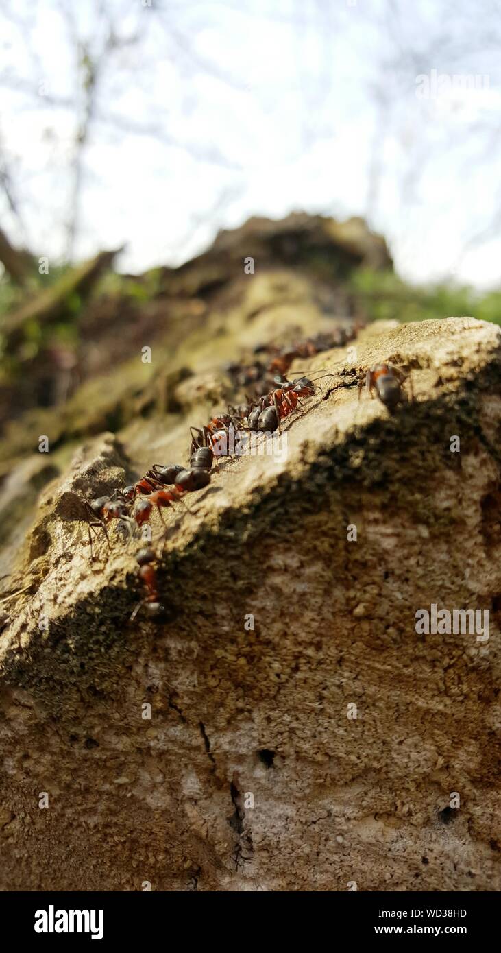 Ants On Rock High Resolution Stock Photography and Images - Alamy