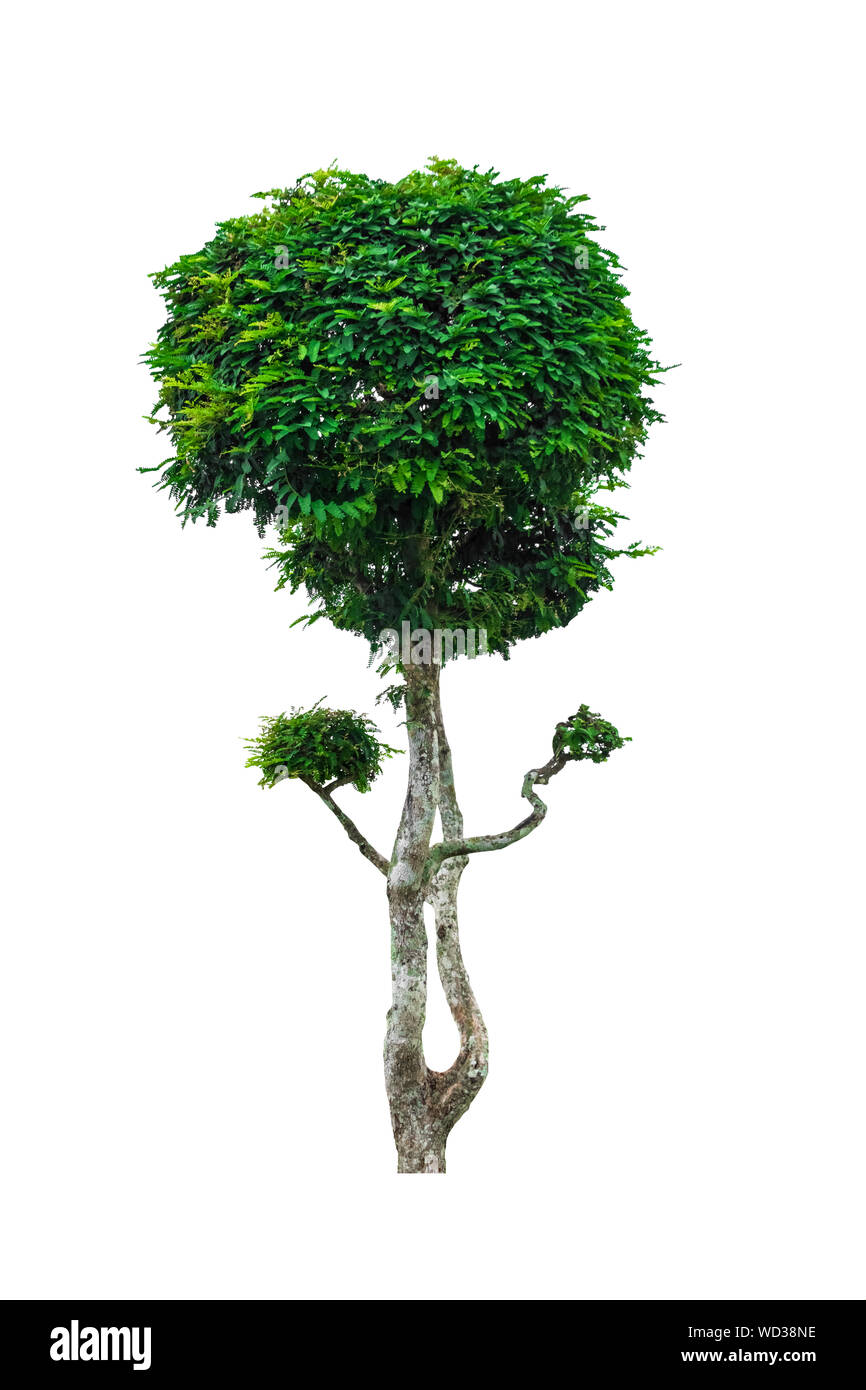 Tree dwarf tamarind beautiful isolated on white background Stock Photo ...