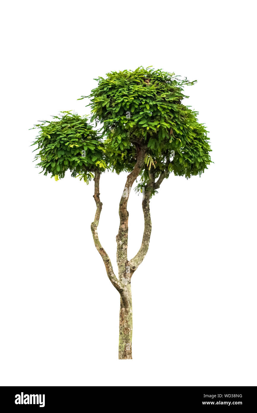 Tree dwarf tamarind beautiful isolated on white background Stock Photo ...