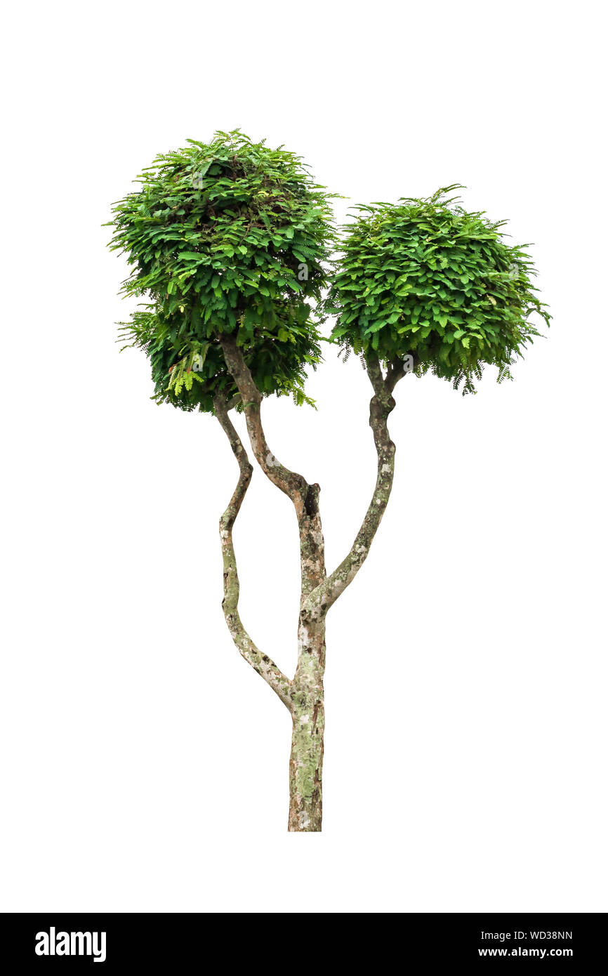 Tree dwarf tamarind beautiful isolated on white background Stock Photo ...