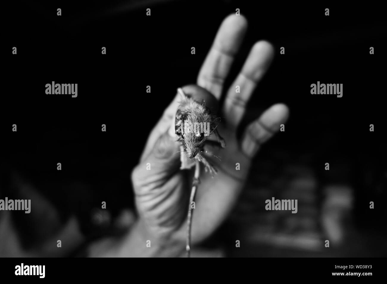 Human with mouse animal Black and White Stock Photos & Images - Alamy