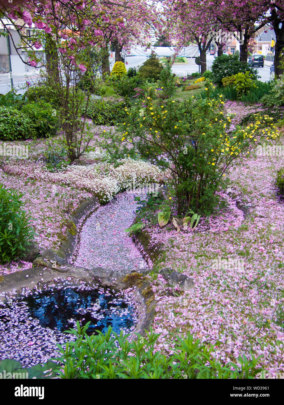 Cherry blossoms floating on water hi-res stock photography and images ...