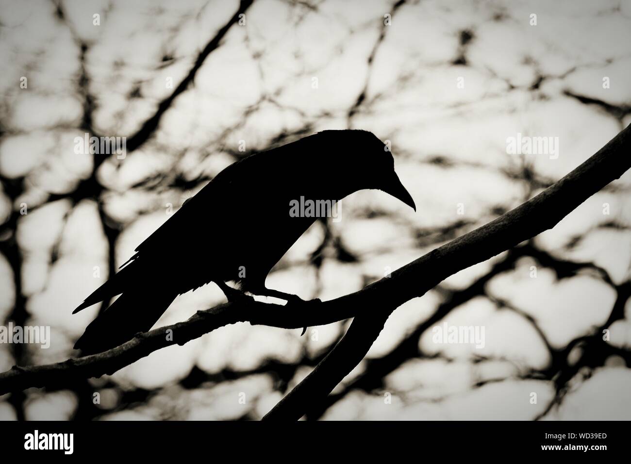 Raven tree hi-res stock photography and images - Alamy