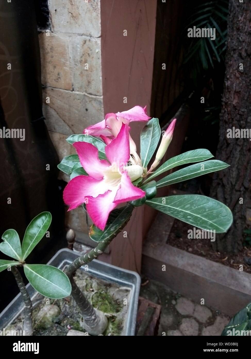 Adenium plant hi-res stock photography and images - Alamy