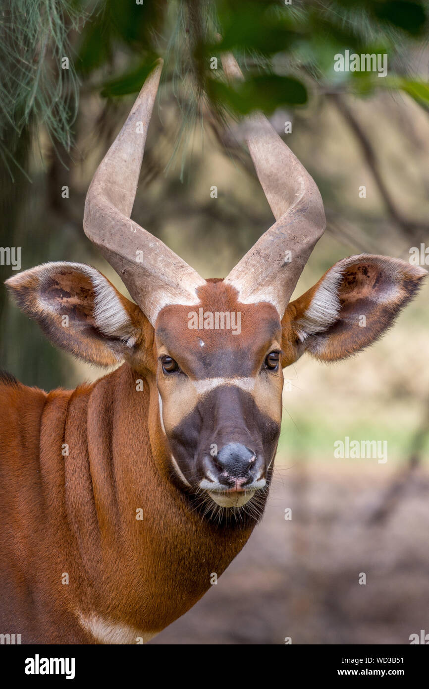 Bongo outdoors hi-res stock photography and images - Alamy