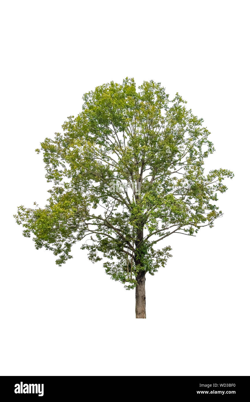 tree beautiful on white background Stock Photo - Alamy