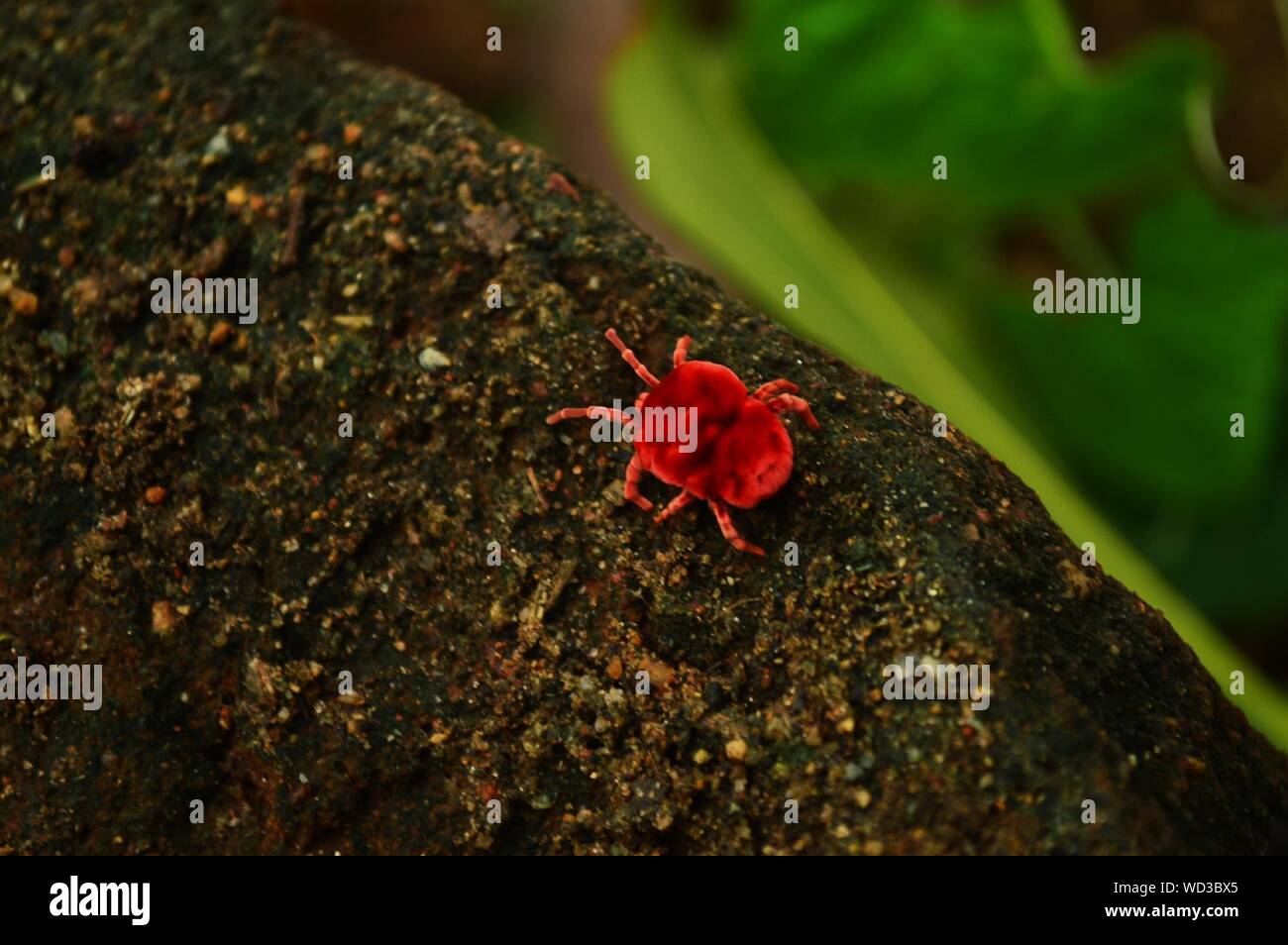 Red Velvet Mite High Resolution Stock Photography and Images - Alamy