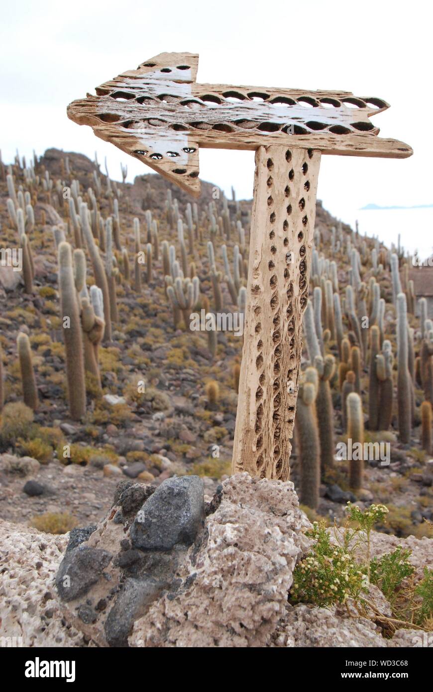 Cacti Sign High Resolution Stock Photography and Images - Alamy