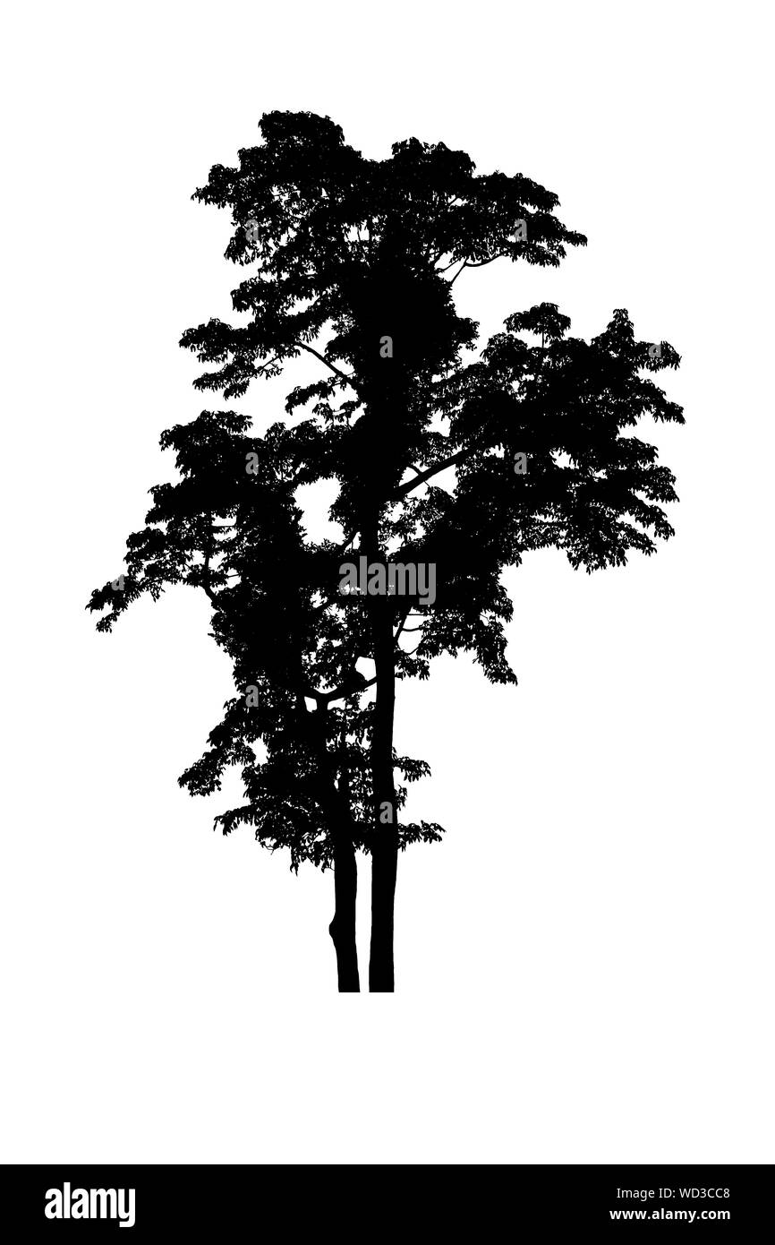 tree silhouettes beautiful on white background Stock Photo - Alamy