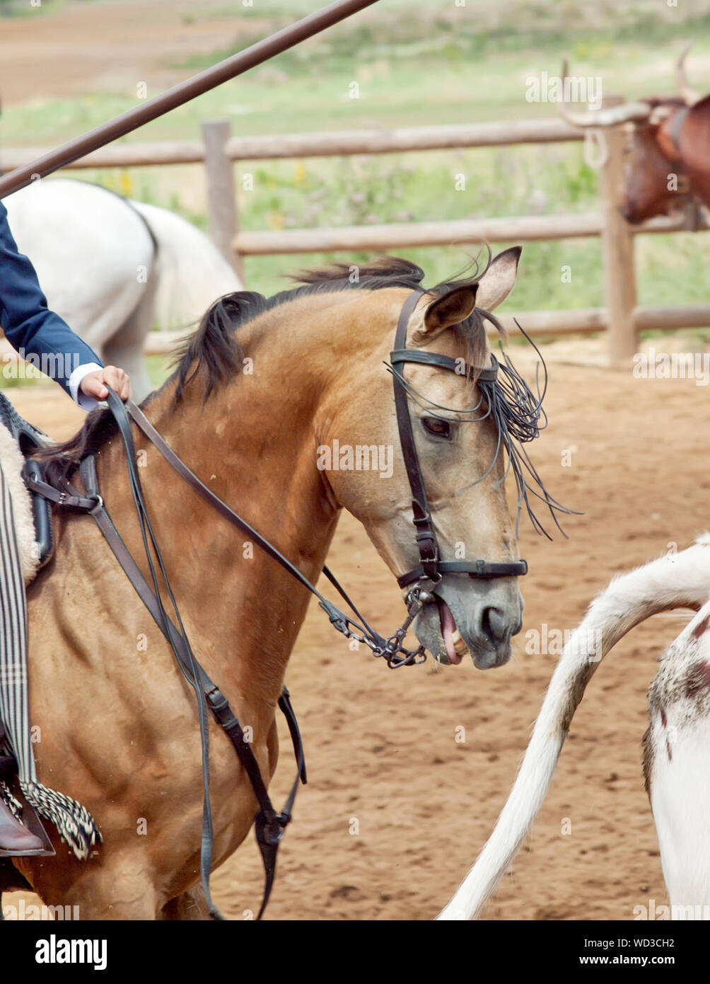 Jockey man horse hi-res stock photography and images - Alamy