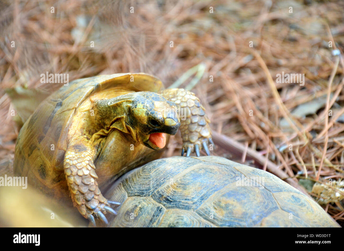 Male turtles hi-res stock photography and images - Alamy
