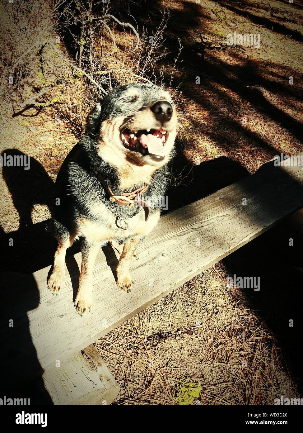 Dog plank hi-res stock photography and images - Alamy