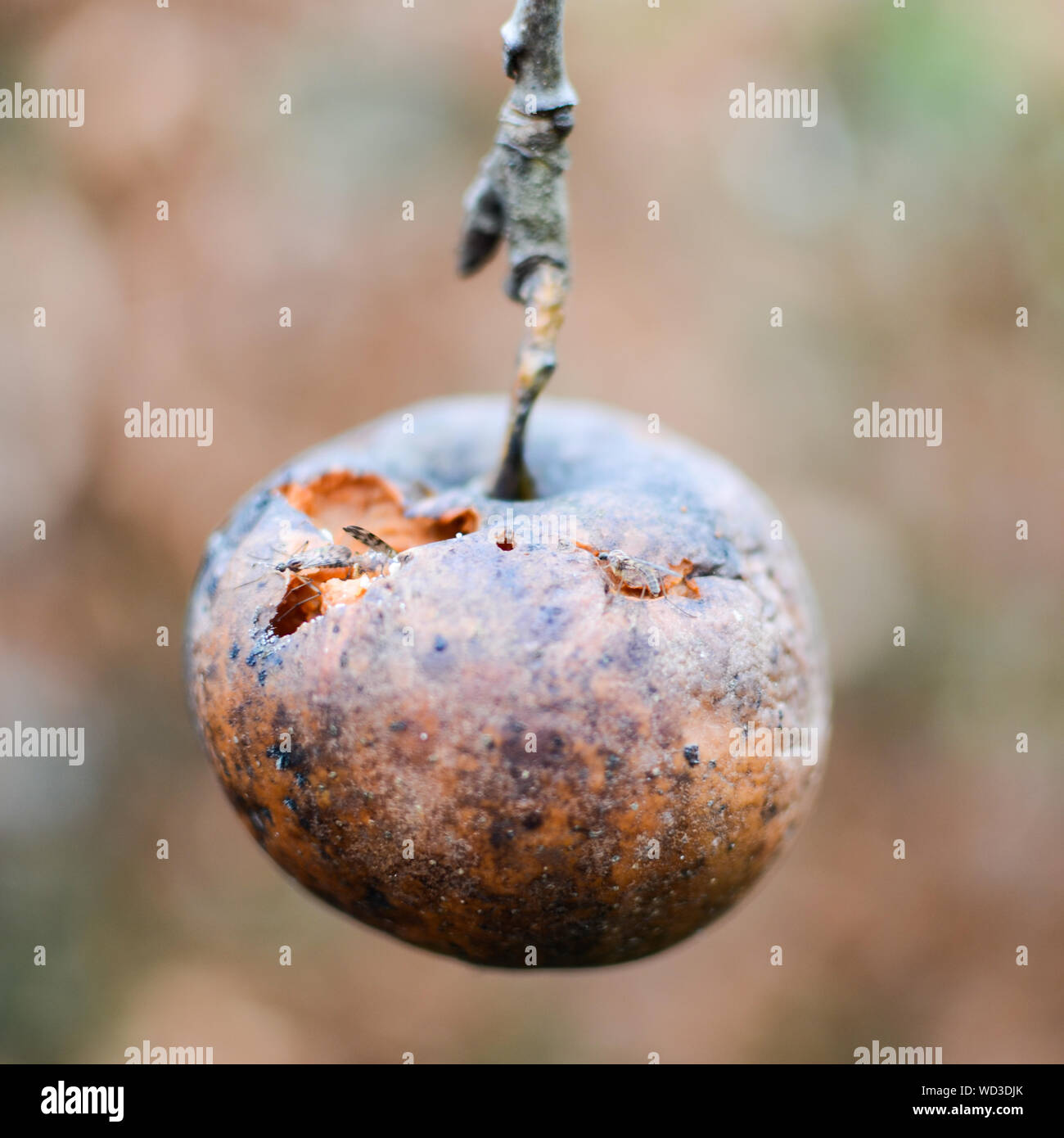 Rotten Fruit High Resolution Stock Photography and Images - Alamy