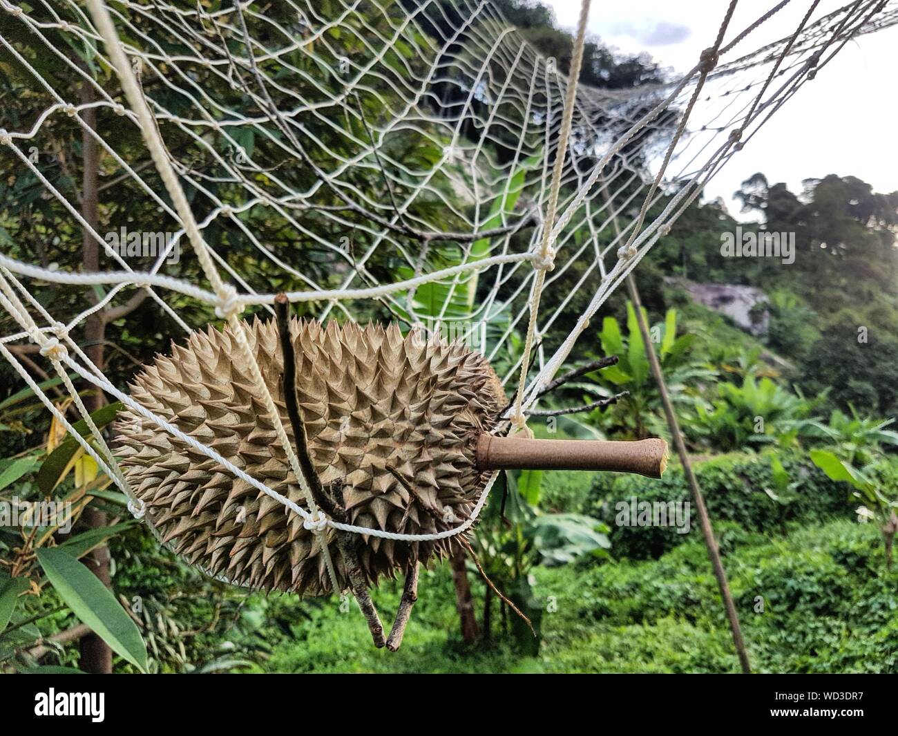 Stuck in the net hi-res stock photography and images - Alamy