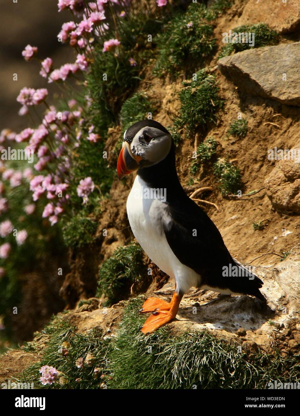 Side Of Puffin High Resolution Stock Photography and Images - Alamy