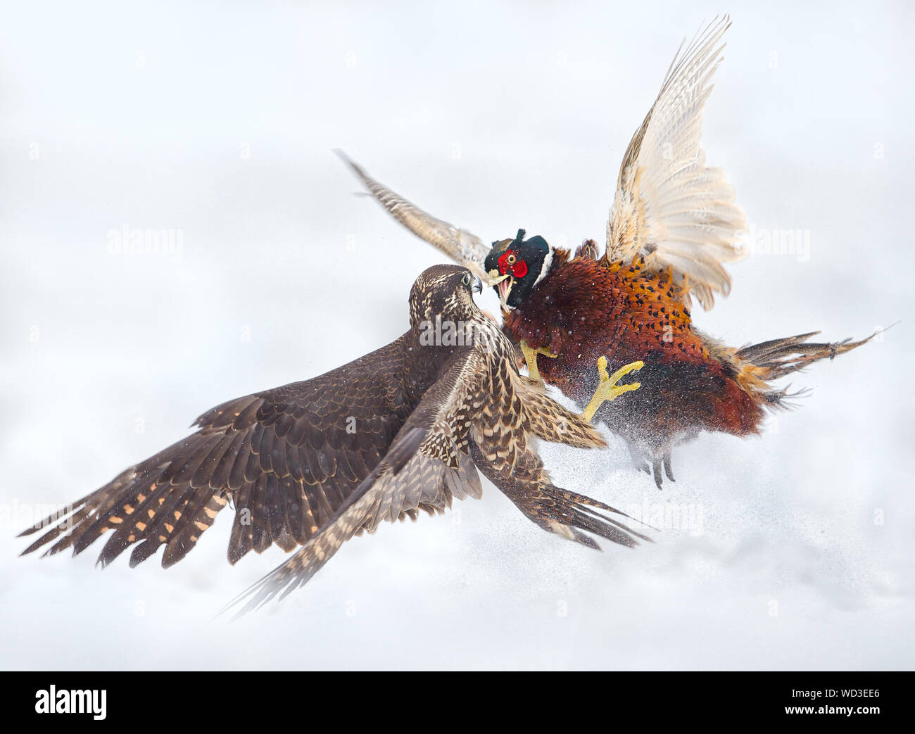 Peregrine falcon fighting hi-res stock photography and images - Alamy