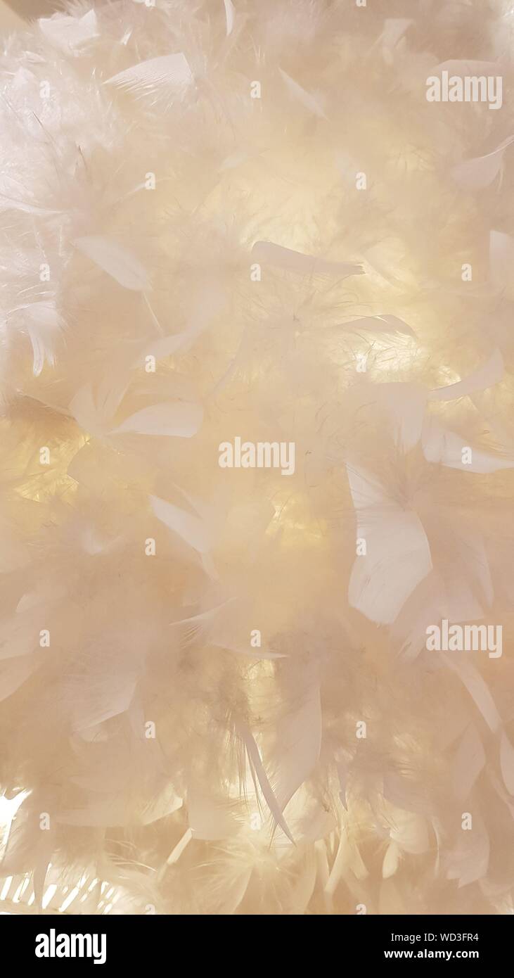 Beige feathers hi-res stock photography and images - Alamy