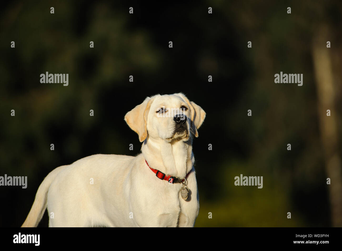 Yellow labrador retriever standing hi-res stock photography and images ...