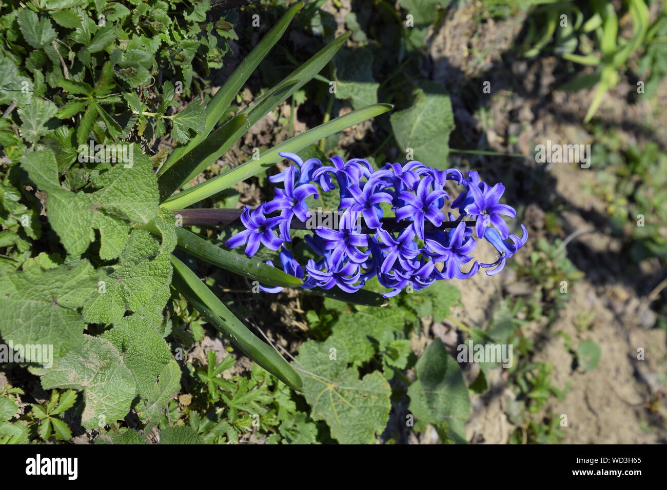 Hyacinthus flowers in the garden in spring. single plant Hyacinth Stock ...