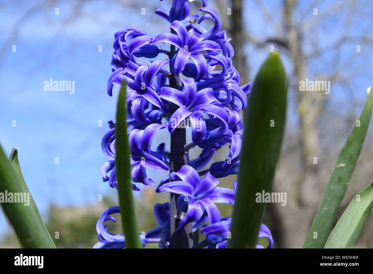 Hyacinthus flowers in the garden in spring. single plant Hyacinth Stock ...
