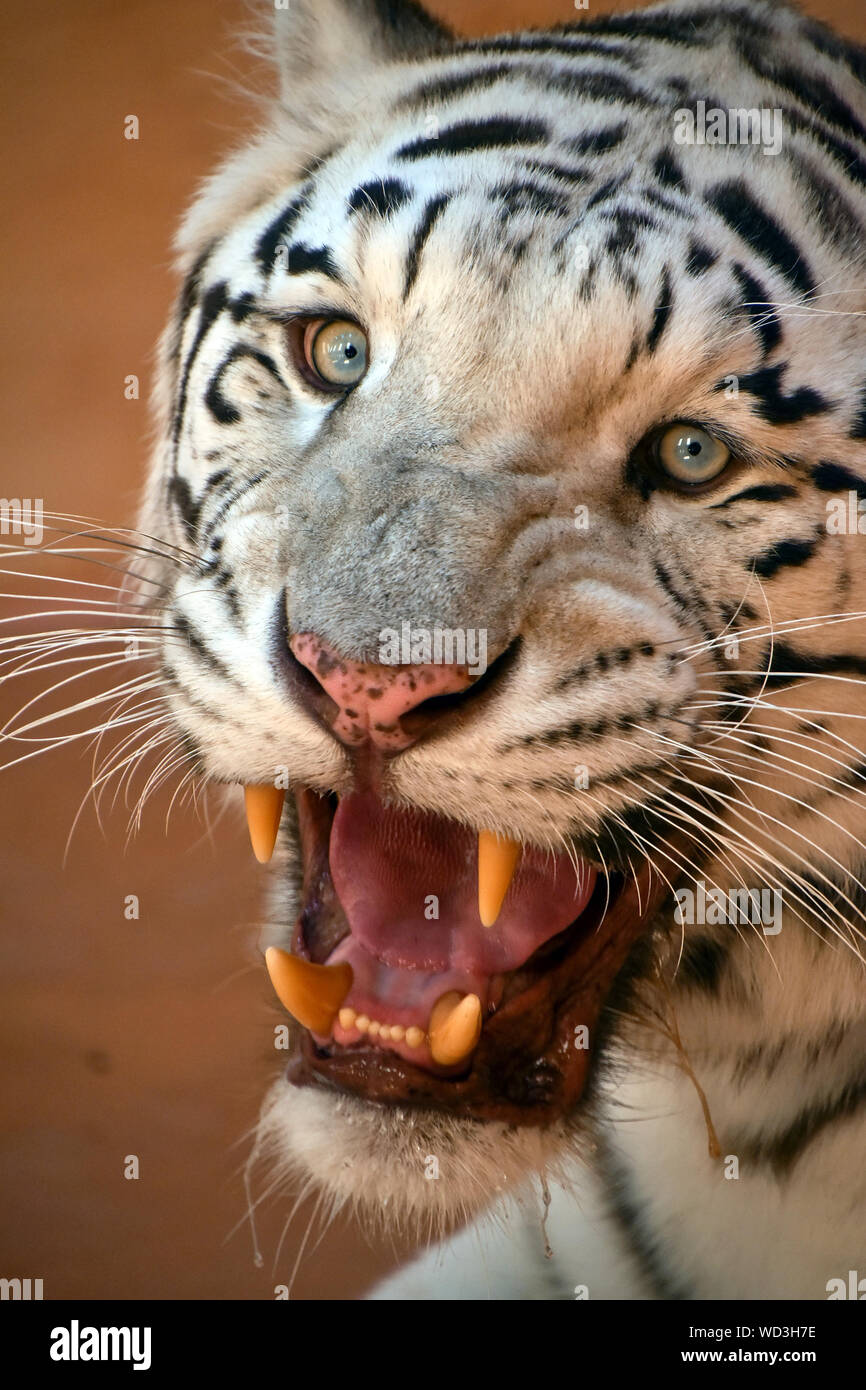 Tiger Head Roaring High Resolution Stock Photography and Images - Alamy