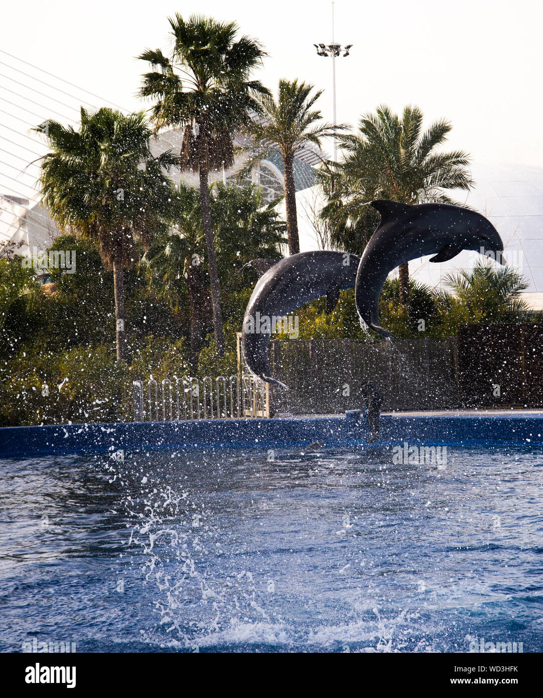 Two jumping dolphins in the sea hi-res stock photography and images - Alamy