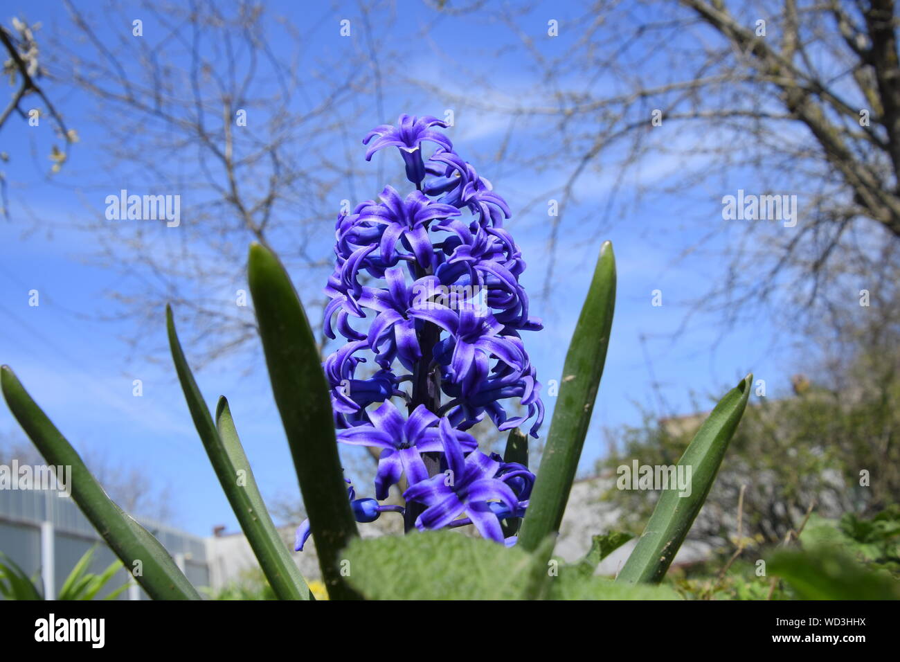 Hyacinthus flowers in the garden in spring. single plant Hyacinth Stock ...