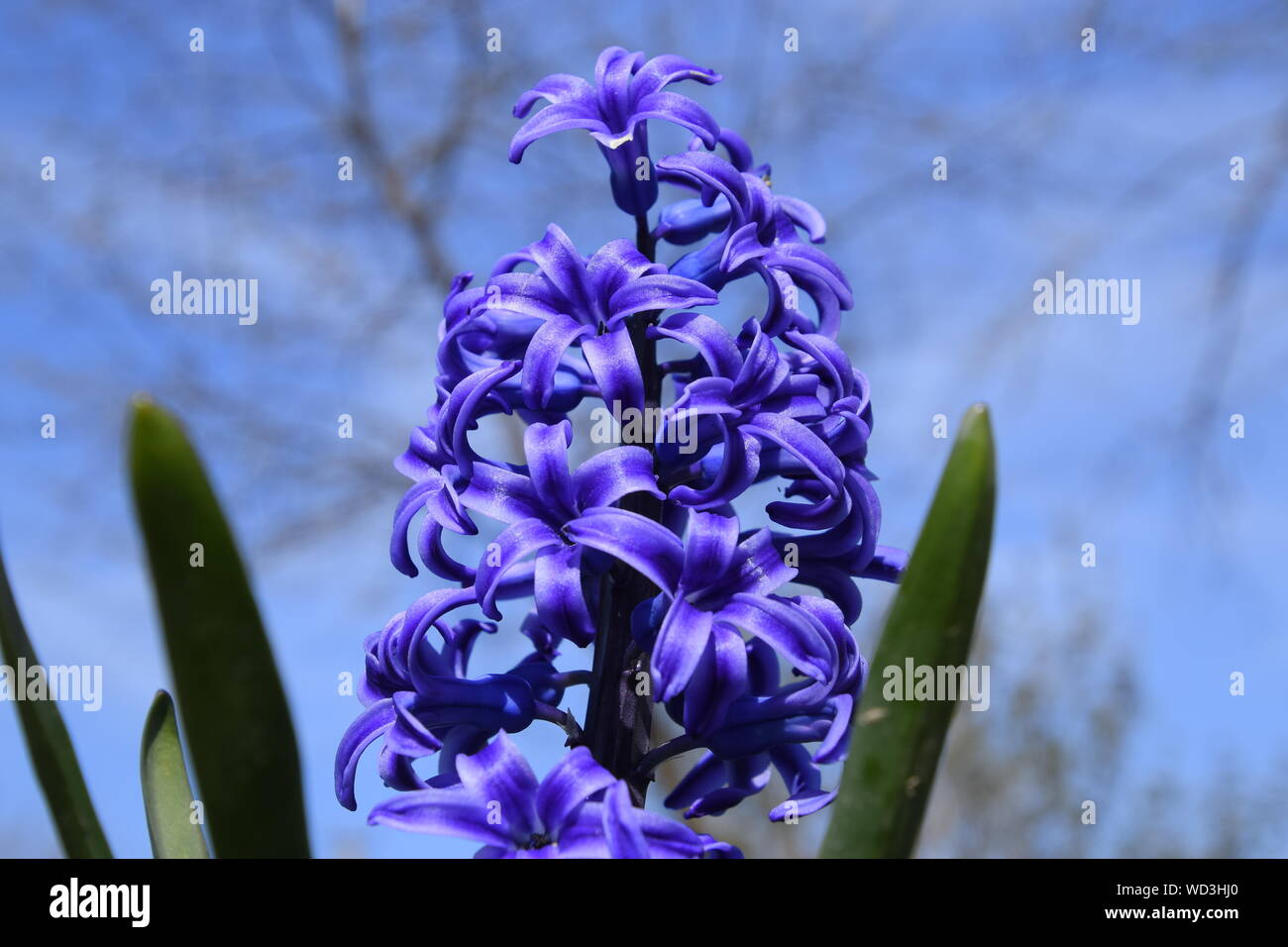 Hyacinthus flowers in the garden in spring. single plant Hyacinth Stock ...