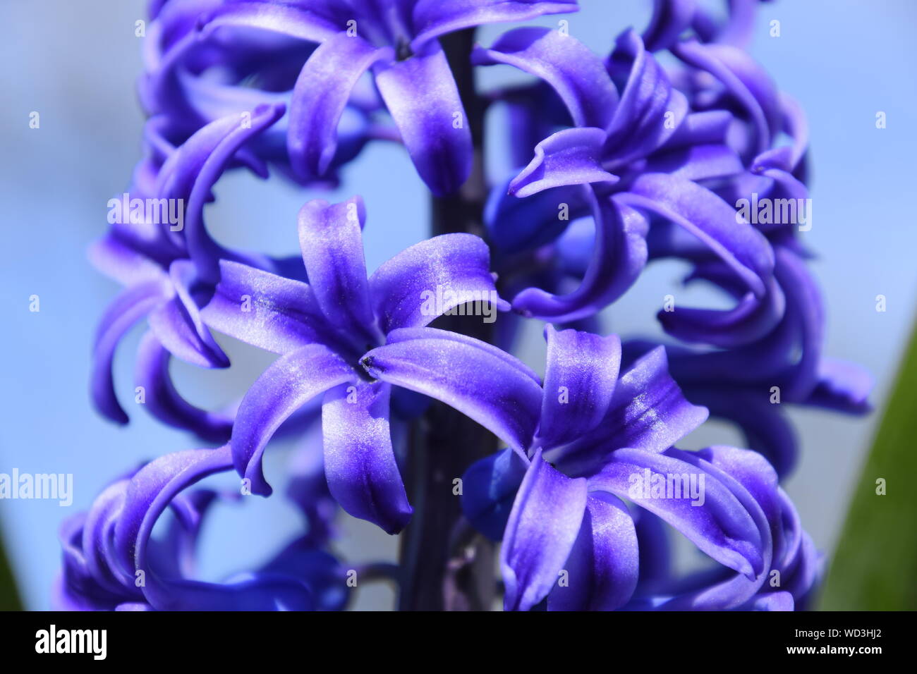 Hyacinthus flowers in the garden in spring. single plant Hyacinth Stock ...