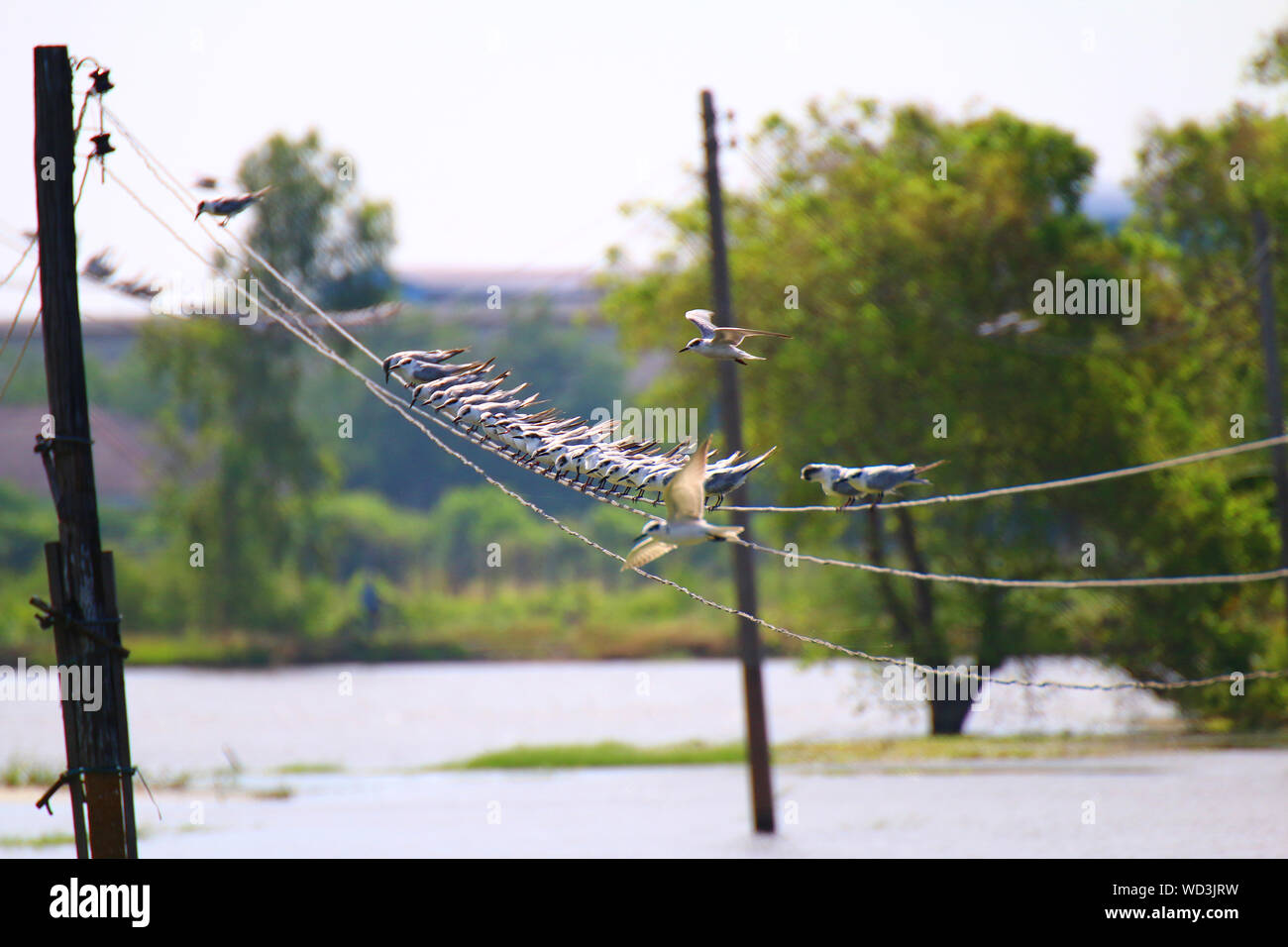Row or line of birds hi-res stock photography and images - Alamy