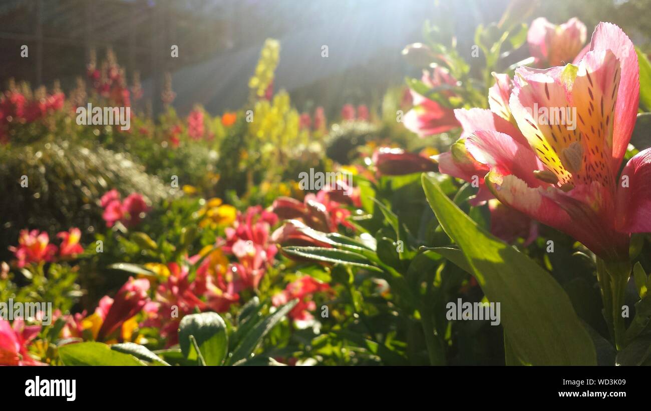 Sunlit flowers hi-res stock photography and images - Alamy