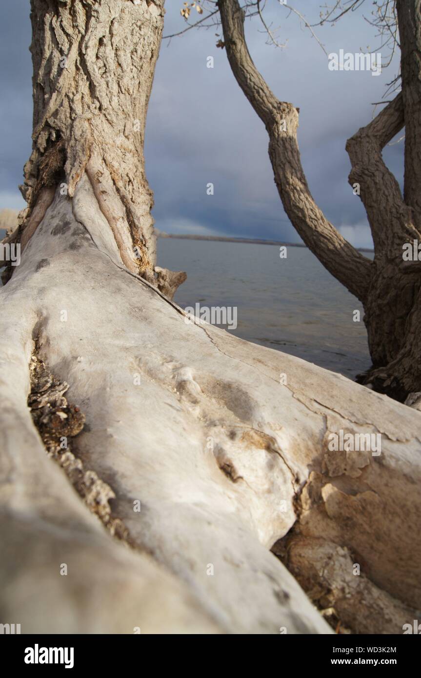 Root level hi-res stock photography and images - Alamy