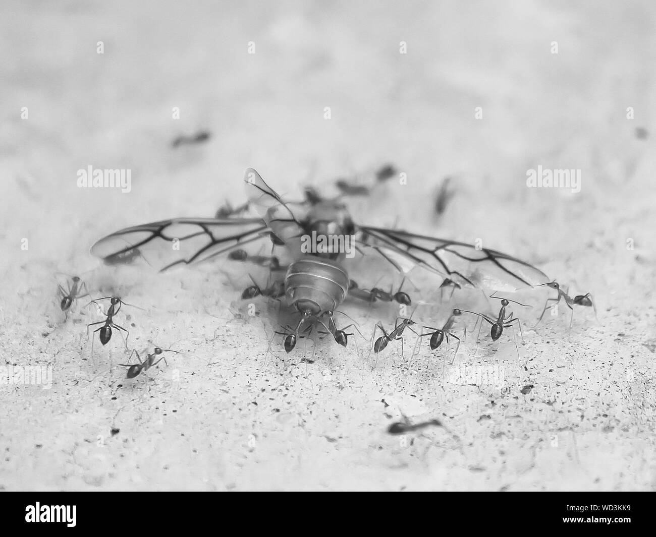 Insects Black and White Stock Photos & Images - Alamy